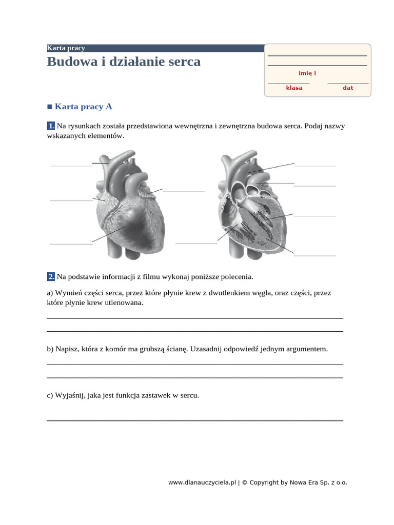 Budowa I Dzialanie Serca Karta Pracy | PDF