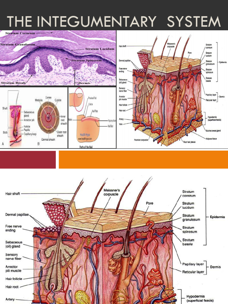 The Integumentary System Fs | PDF | Integumentary System | Epidermis