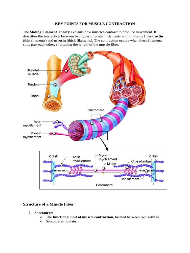 Key Points For Muscle Contraction | PDF | Muscle Contraction | Soft Tissue