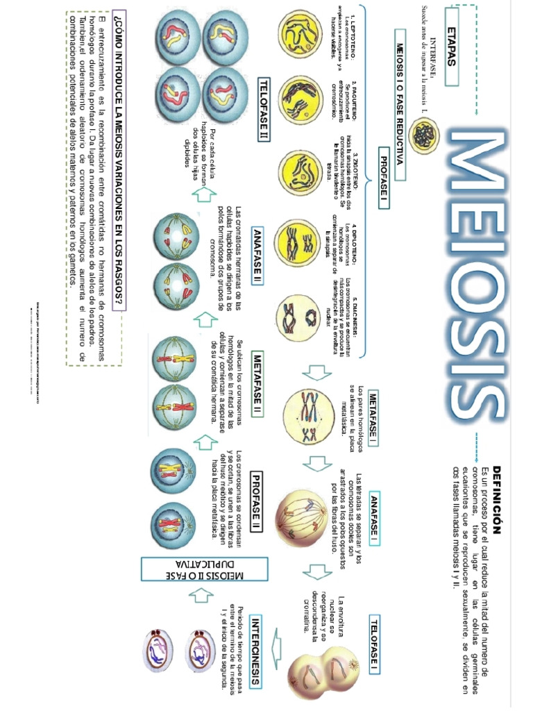 Meiosis | PDF