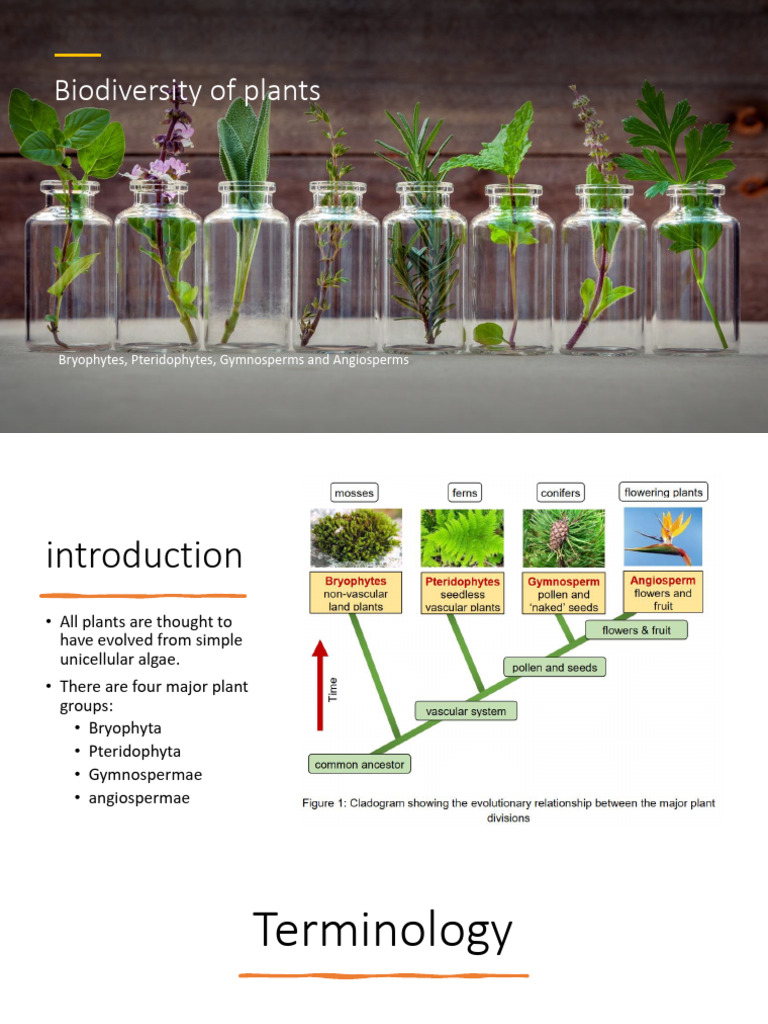 Biodiversity of plants | PDF | Flowers | Sexual Reproduction