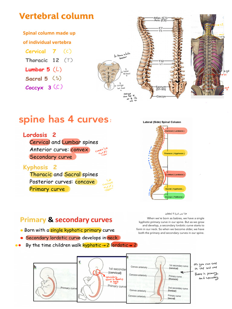Spine | PDF