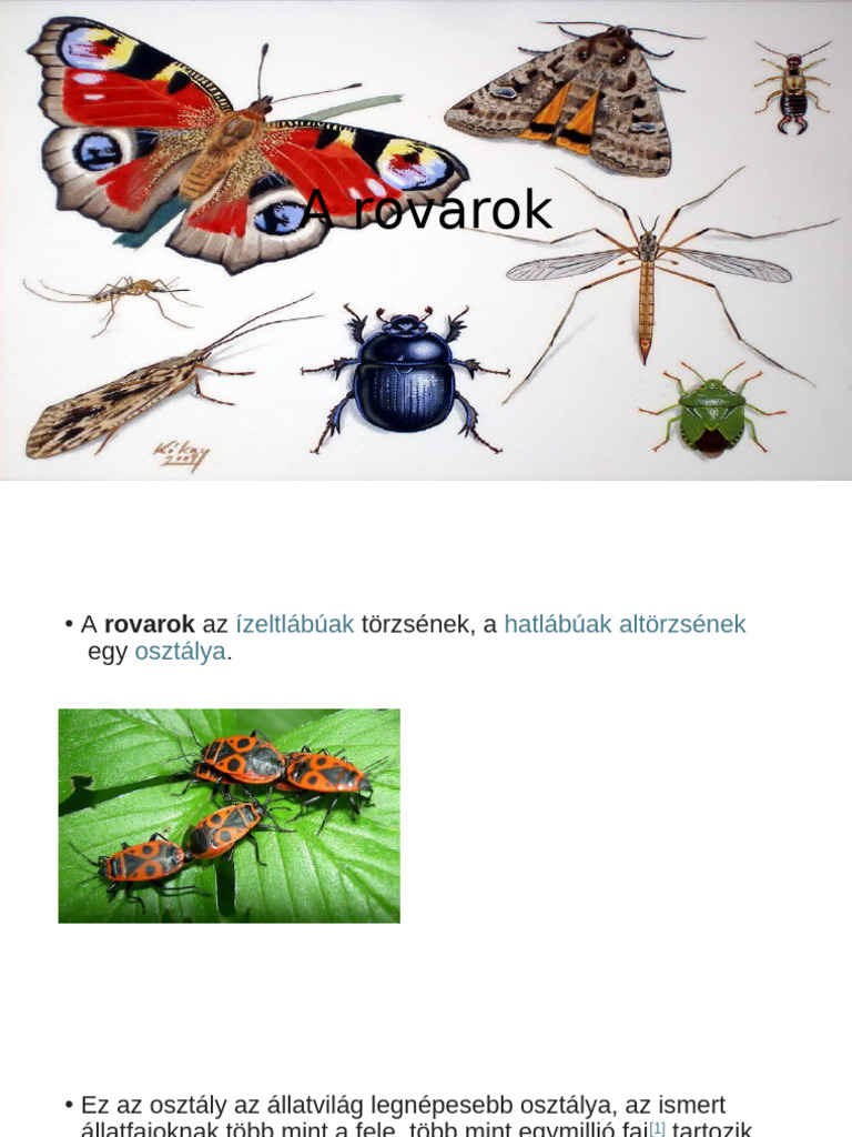 A Rovarok | PDF