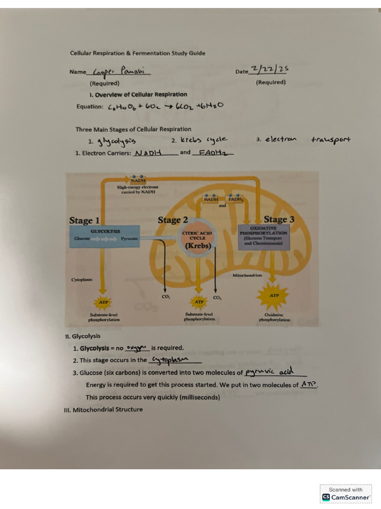 Cellular Respiration Notes | PDF