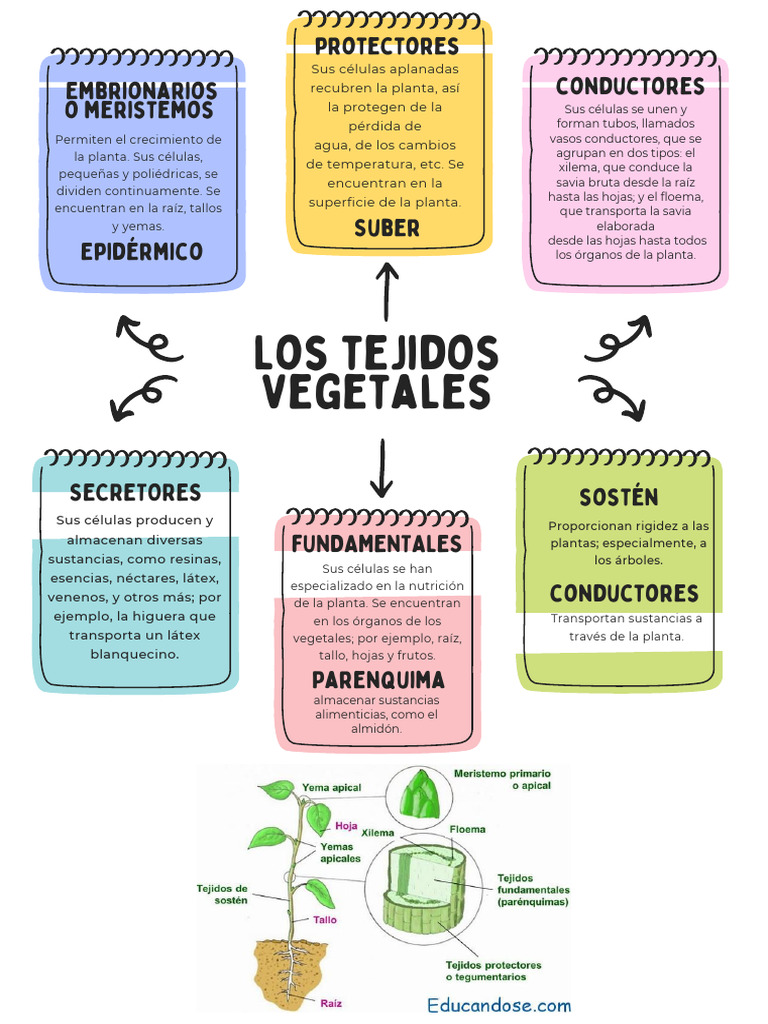Documento A4 Mapa Conceptual Organizador Gráfico Moderno Creativo ...