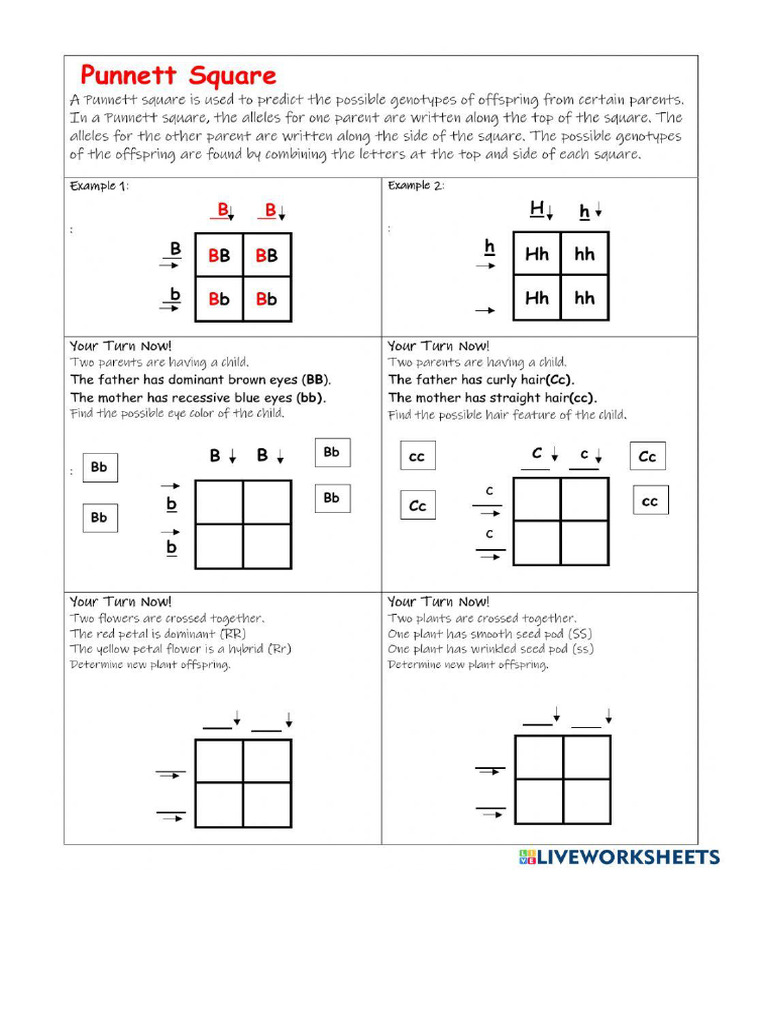 Punnett Square Worksheet 2 | PDF