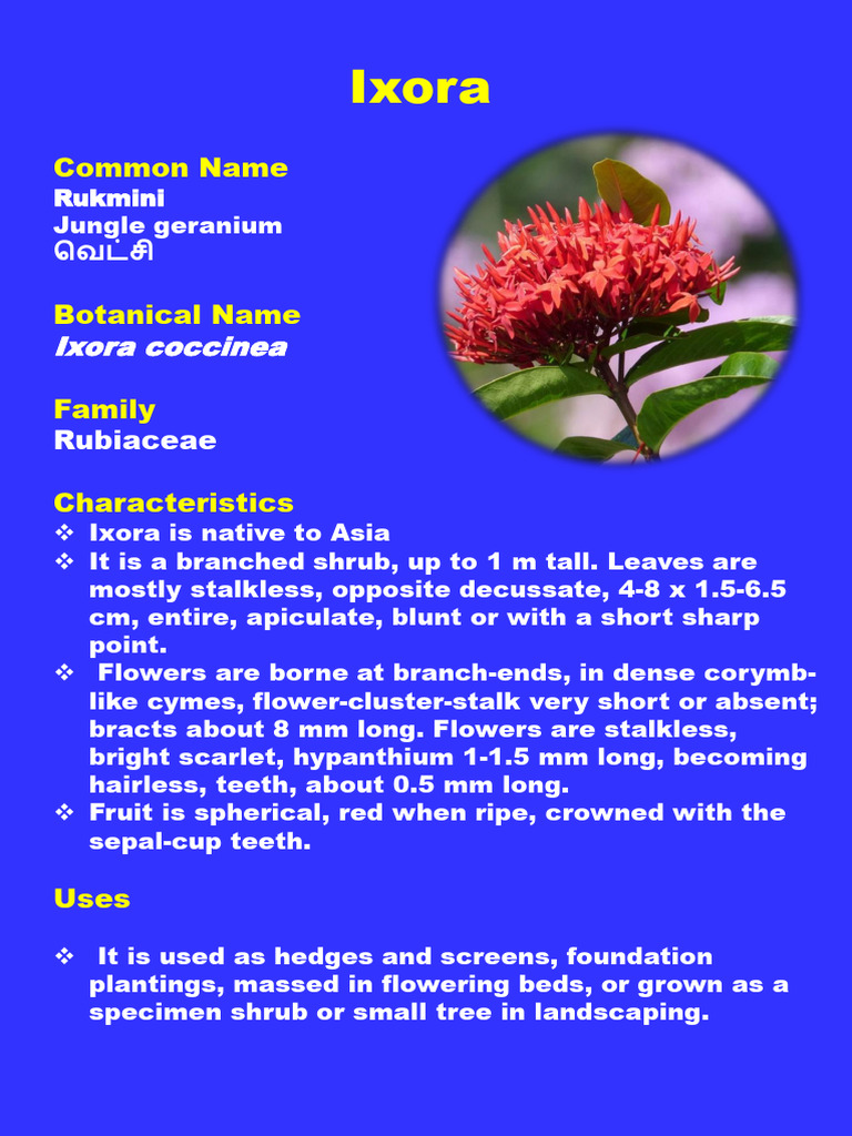Flora Ixora Coccinea | PDF