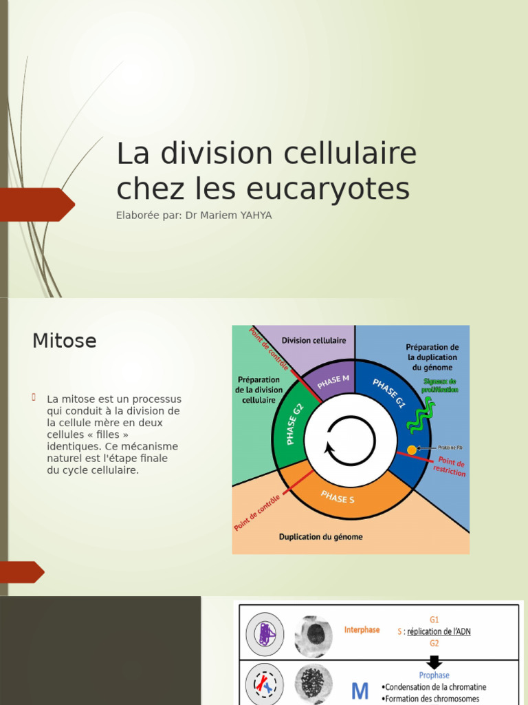 Division cellulaire chez les eucaryotes | PDF | Méiose | Ploïdie