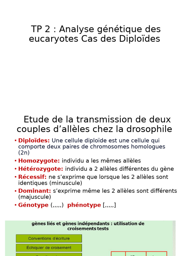 TP 2 Genetique Formelle | PDF