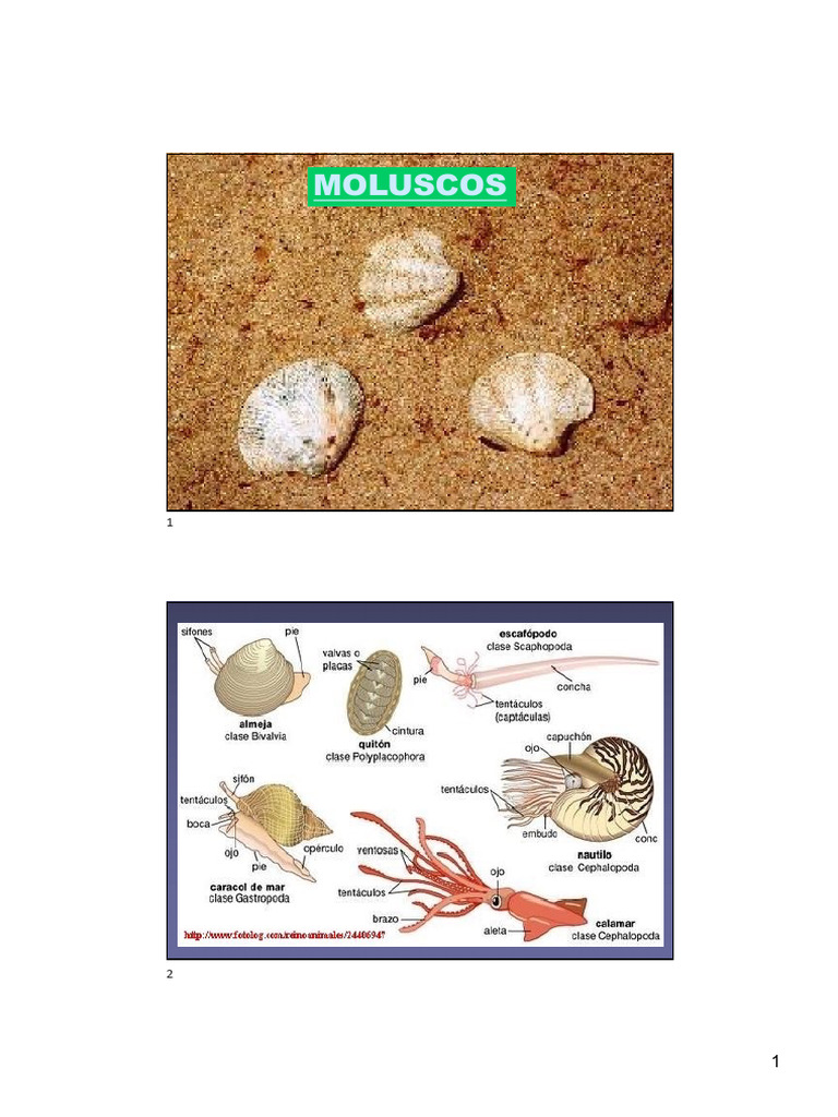 tema 9 | PDF | Moluscos | Bivalvia