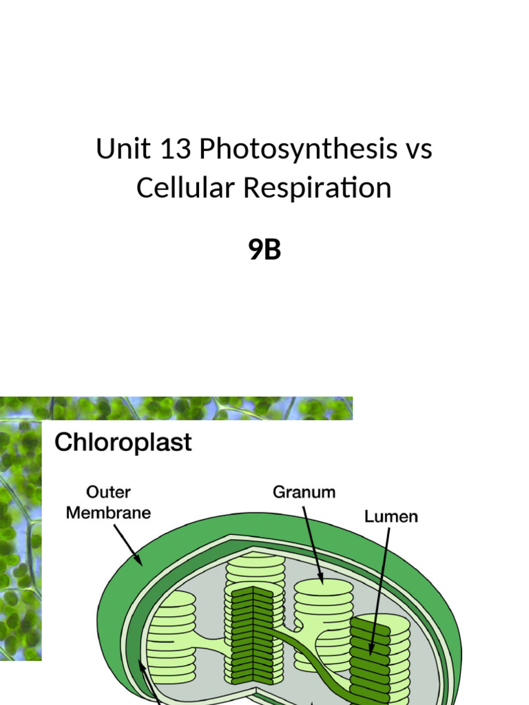 Unit 13 Photosynthesis Vs Cellular Respiration | PDF