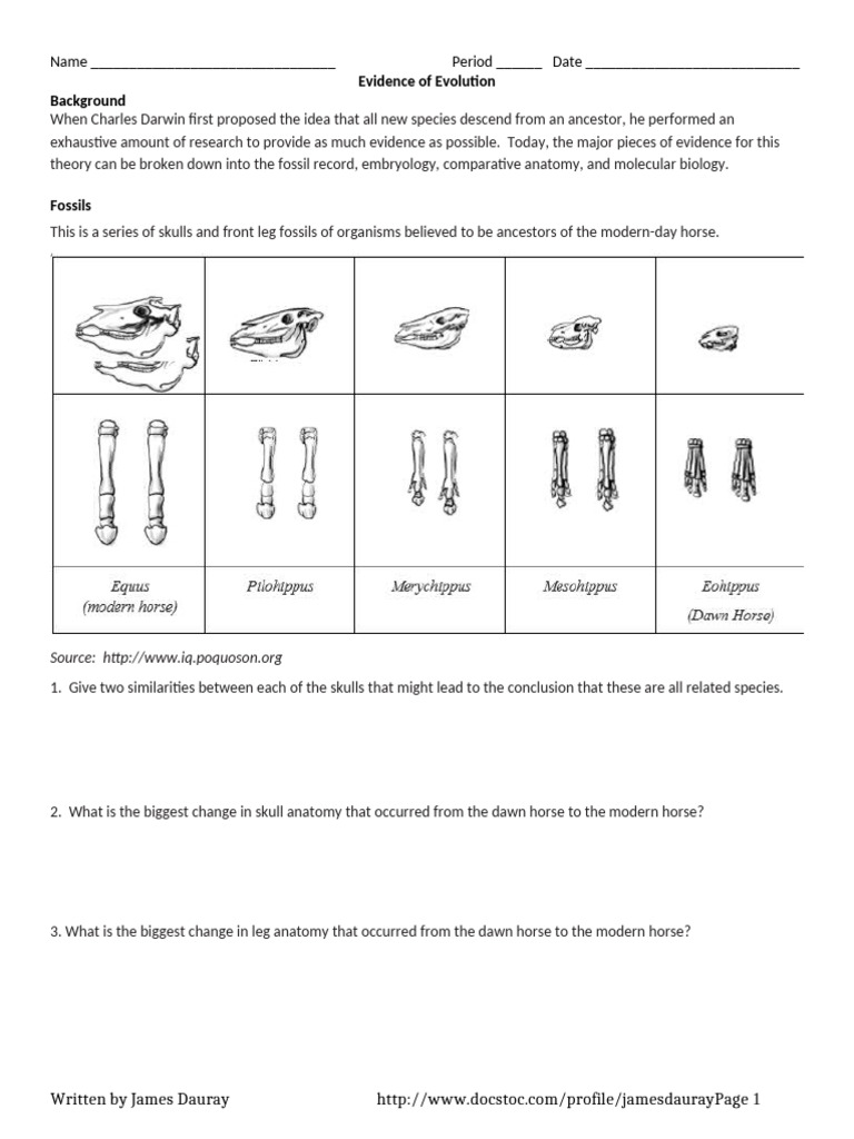 Evidence of Evolution Packet | PDF | Anatomy | Arm