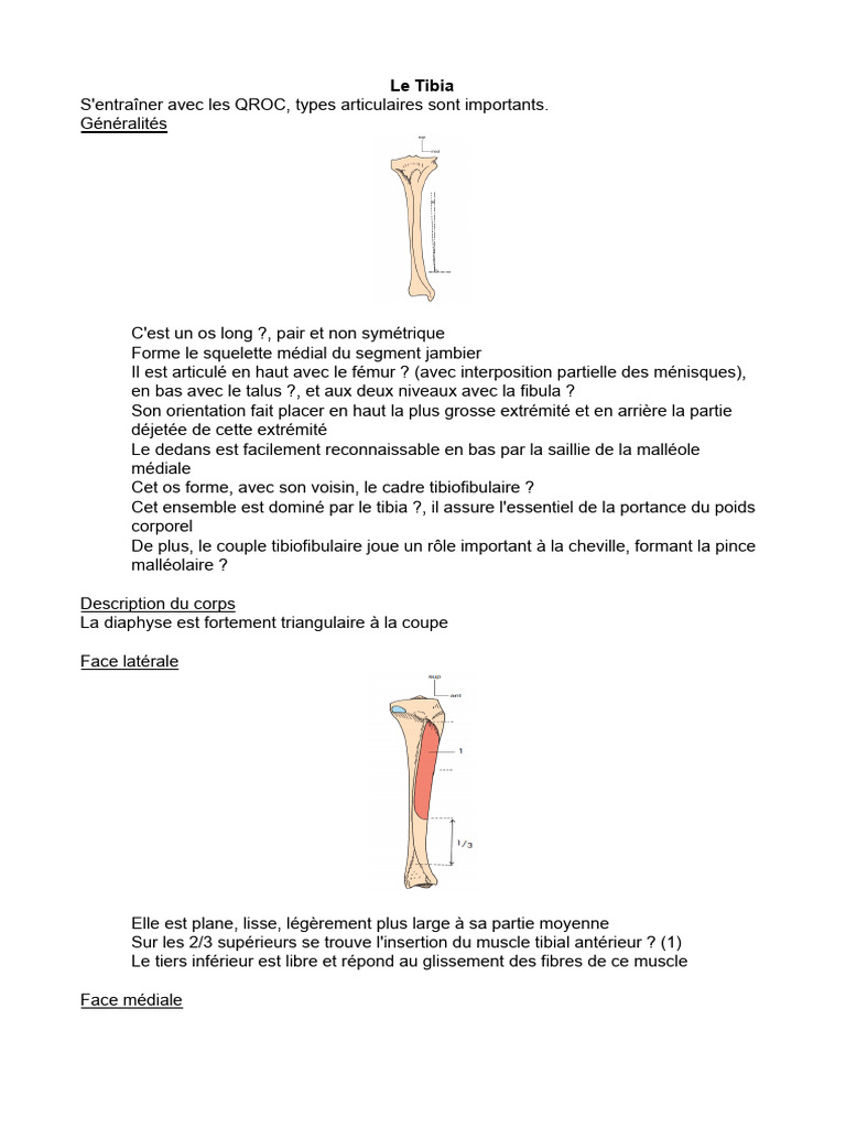 Anatomie du Tibia et Ses Fonctions | PDF | Anatomie humaine | Membres ...
