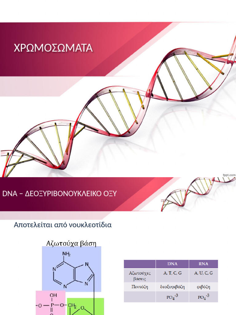 5.1 χρωμοσωματα | PDF