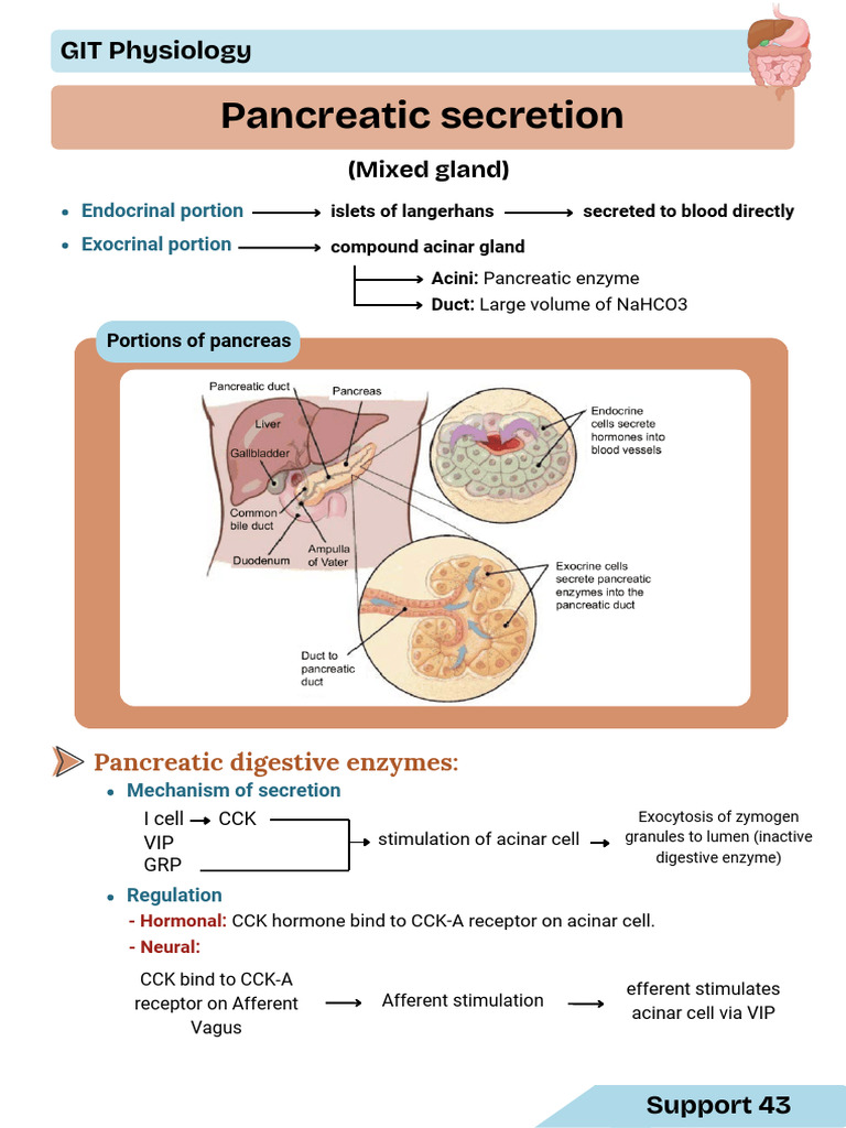 GIT Physio pt2 - Ahmed Samy | PDF | Bile | Digestive System