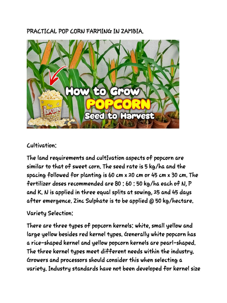 Practical Pop Corn Farming in Zambia | PDF | Popcorn | Maize