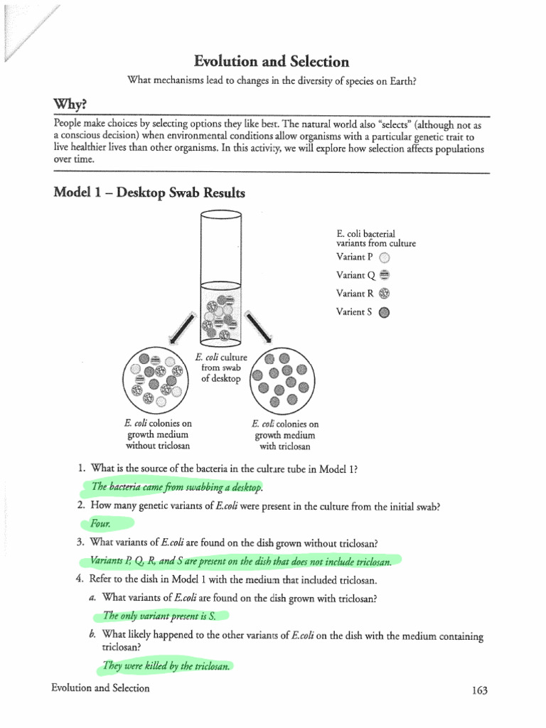 Kami Export - Evolution-and-Selection-copy | PDF | Natural Selection | Dogs