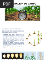 Ciclo de Vida del Maíz en Etapas | PDF