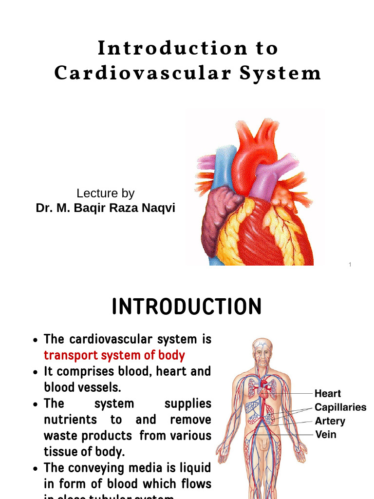 Introduction To The CVS - PPTX 20241219 223415 0000 | PDF | Artery | Heart