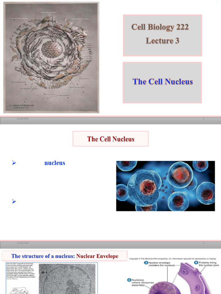 Understanding the Cell Nucleus | PDF | Ribosome | Cell Nucleus