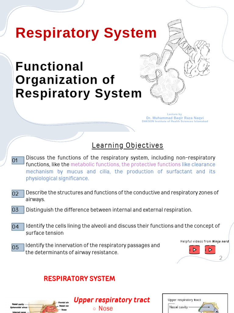 Functional Organization of Respiratory System - PPTX - 20250129 ...
