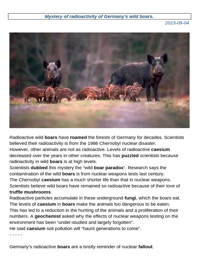 Mystery of Radioactivity of Germany's Wild Boars | PDF | Chernobyl ...