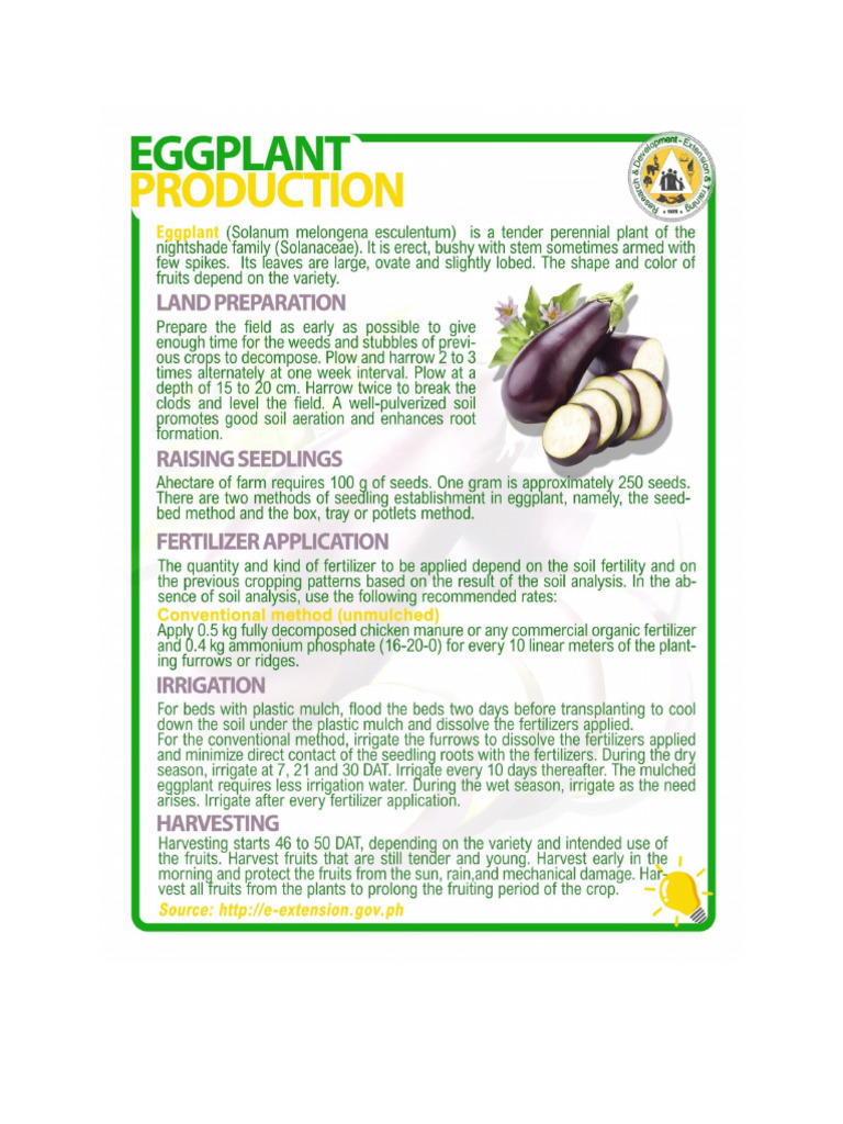 Eggplant | PDF