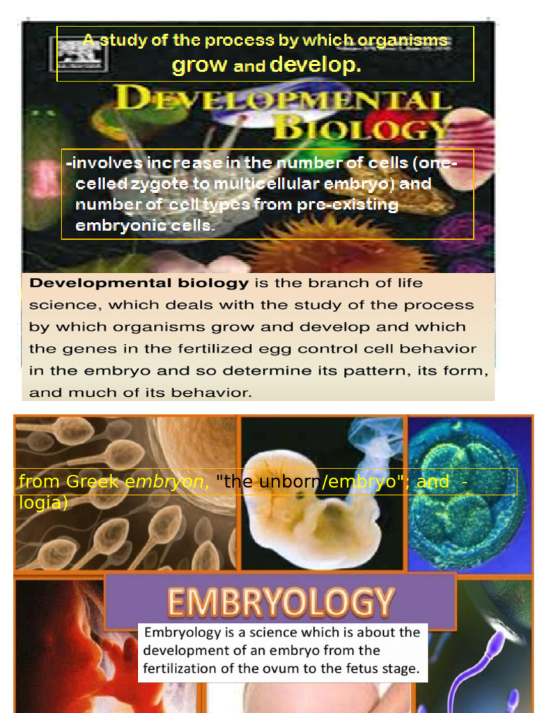 Lesson 1 - Intro To Dev Bio 109 - CcDdEe - Feb14 | PDF | Cell Potency | Cellular Differentiation