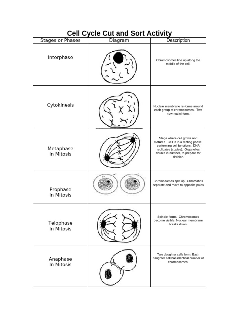 Cell Cycle Stages Cut and Sort Activity | PDF