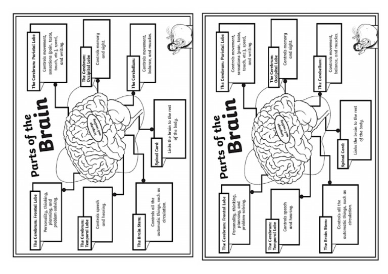 The Brain Diagram | PDF
