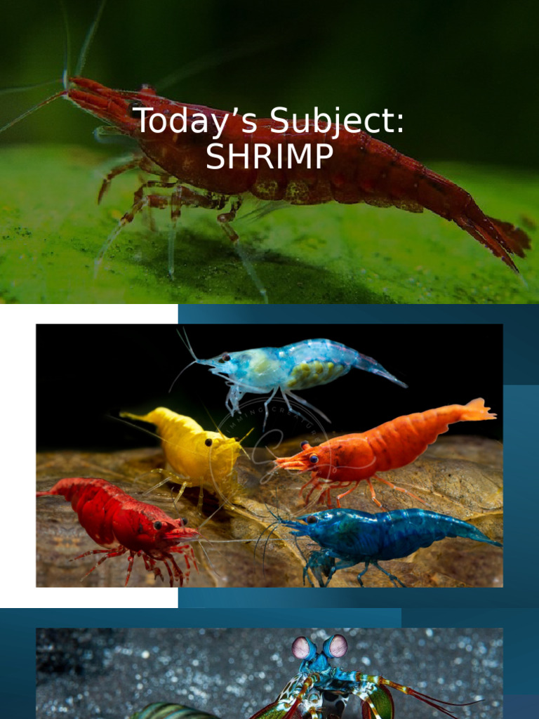 Shrimp | PDF