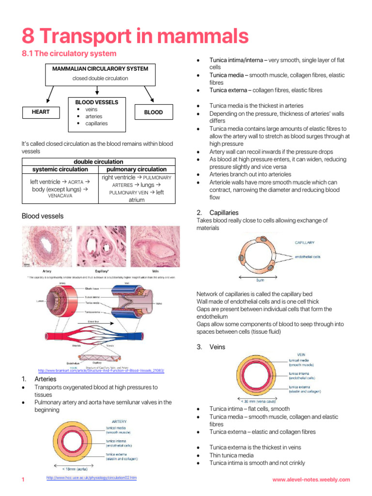 Mammalian Circulatory System Overview | PDF | Artery | Atrium (Heart)