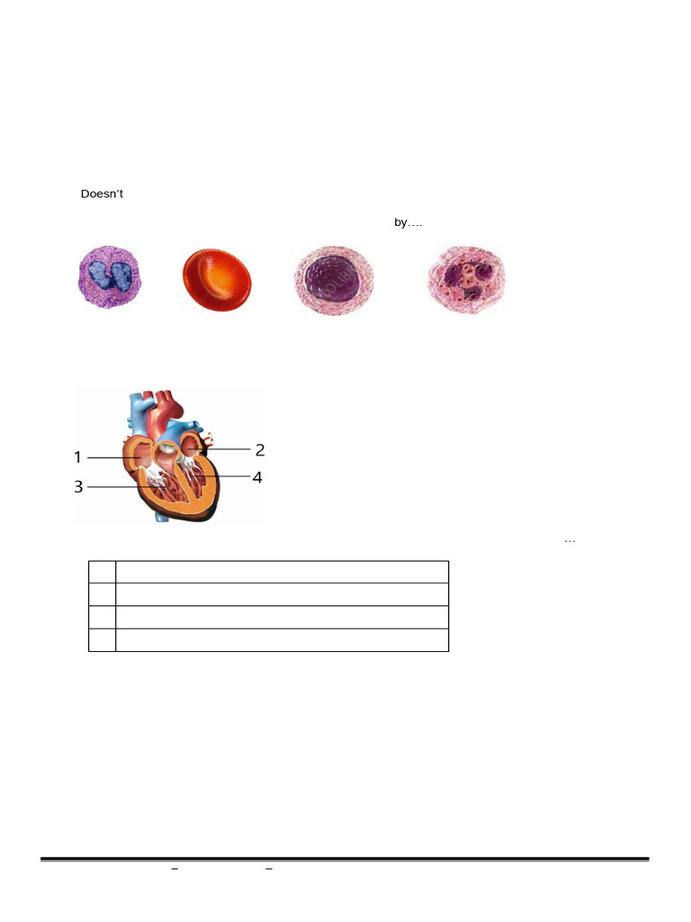 Circulatory System Grade 8 | PDF | Blood | Heart