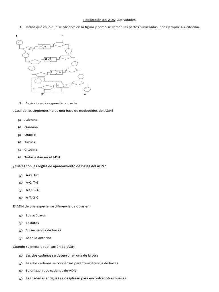 Replicaci-N Del ADN | PDF | Adn | Replicación De Adn
