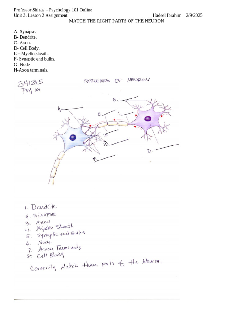 Neuron Parts and Functions Worksheet | PDF