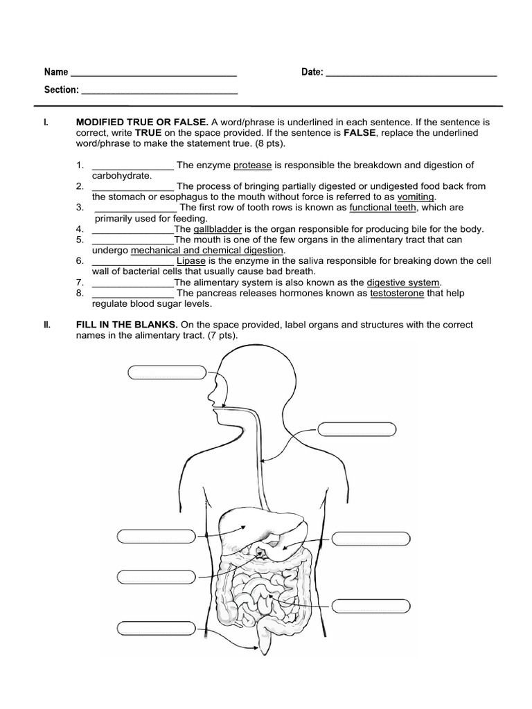 G11 - Quiz On The Alimentary Tract and Digestion | PDF