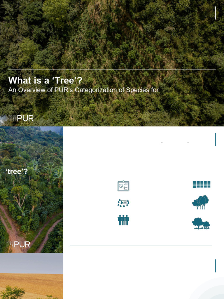 Species Categories Webinar - What Is A 'Tree' - Regional Ops | PDF ...