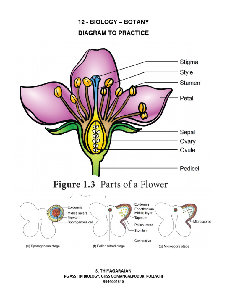 s12 BB Diagram Practice | PDF