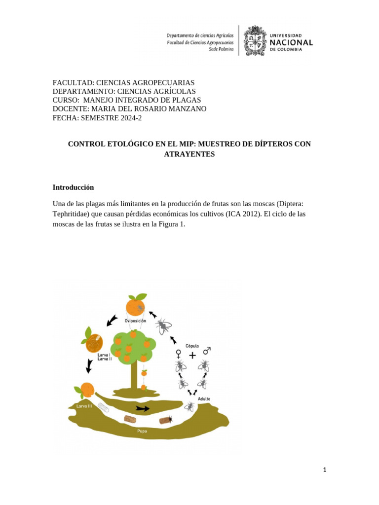 MIP 2024-3 Muestreo Dípteros MIP | PDF | Mosca