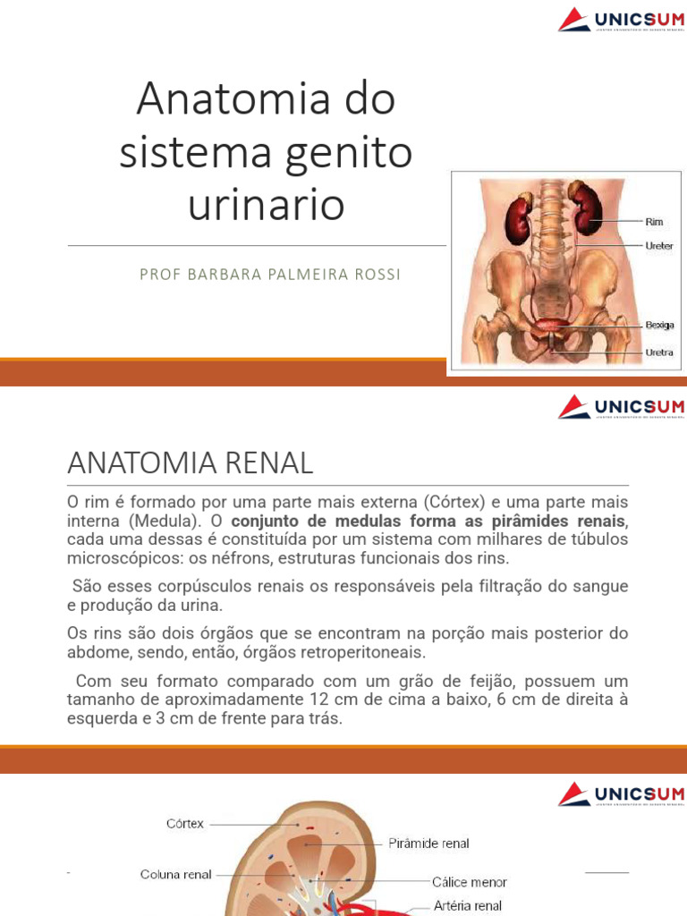 Anatomia Do Sistema Genito Urinario | PDF | Rim | Glândula suprarrenal