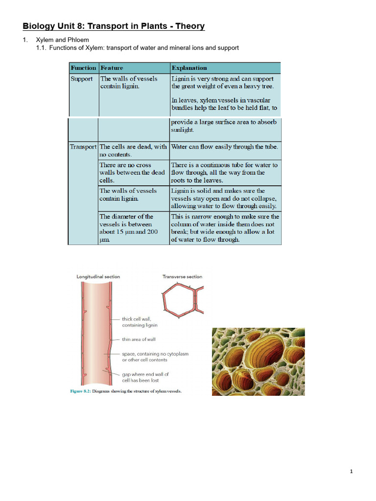 Biology Chapter 8 - Theory - Questions | PDF | Leaf | Root