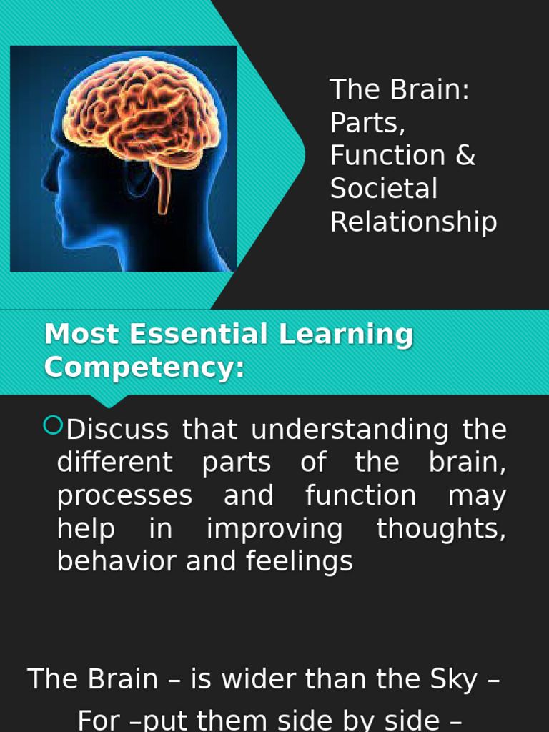 The Brain Parts Function Societal Relationship | PDF | Cerebrum | Axon