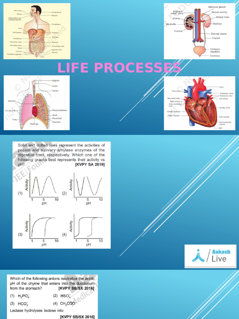 Life Processes | PDF