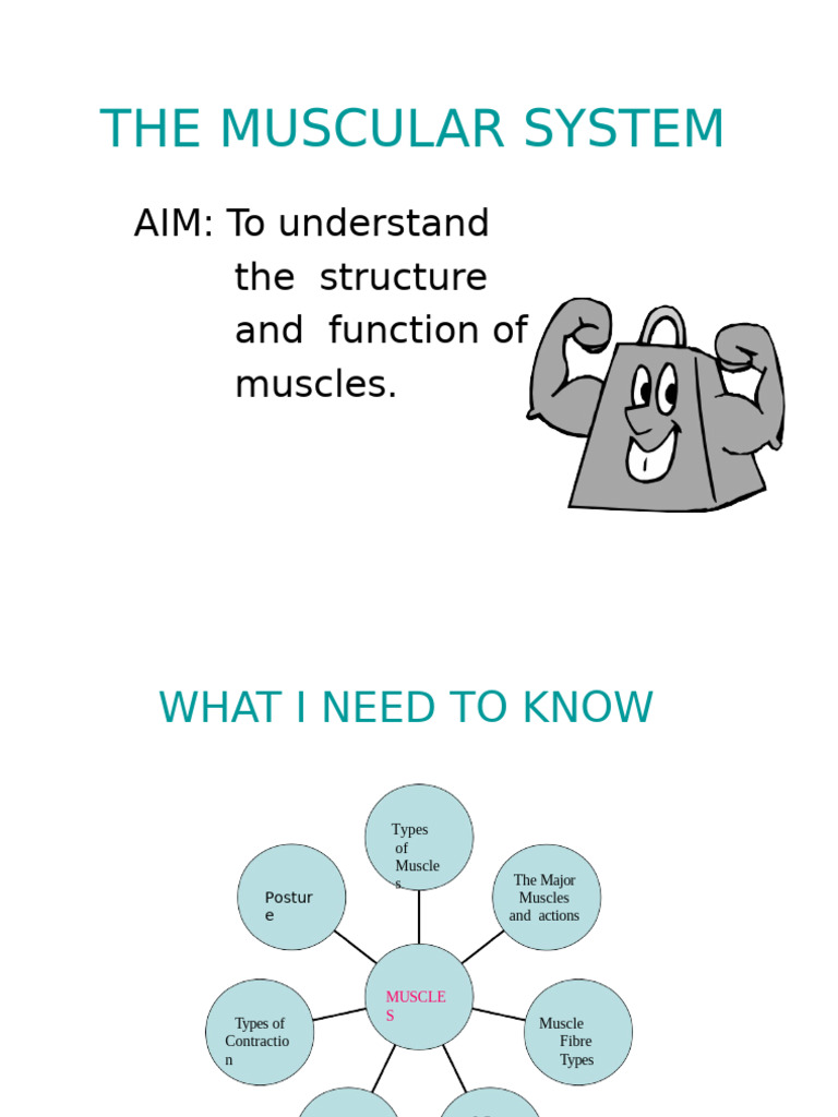 Understanding the Muscular System | PDF | Skeletal Muscle | Muscle ...