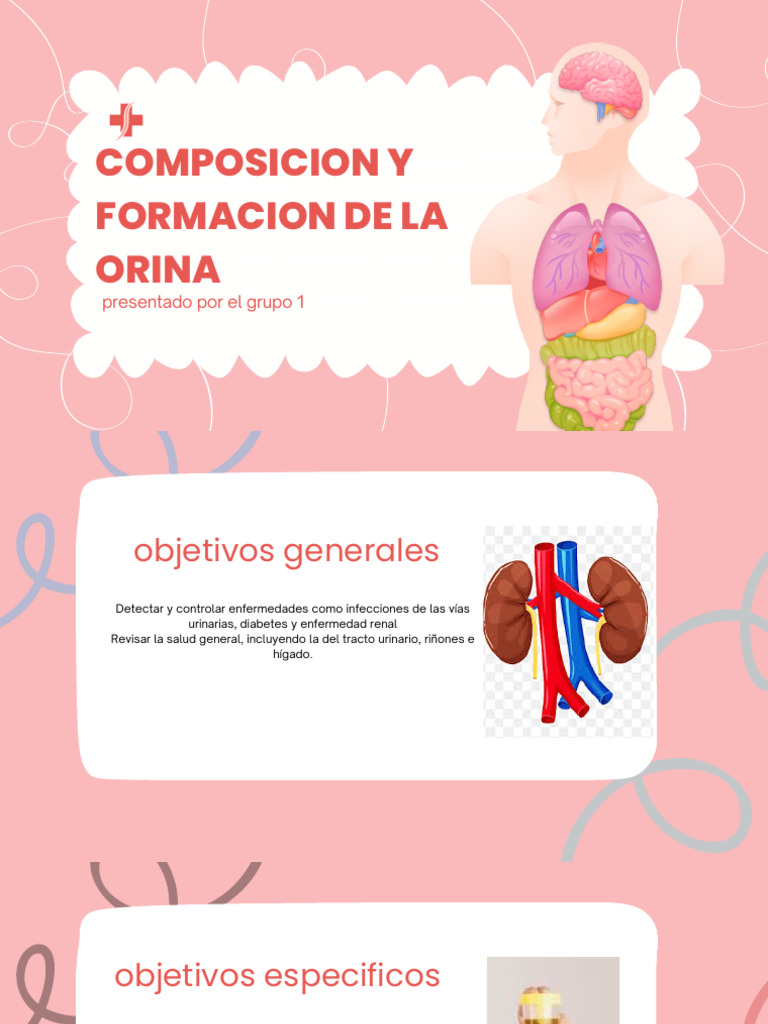 Cmposicion y Formacion de La Orina | PDF | Orina | Riñón