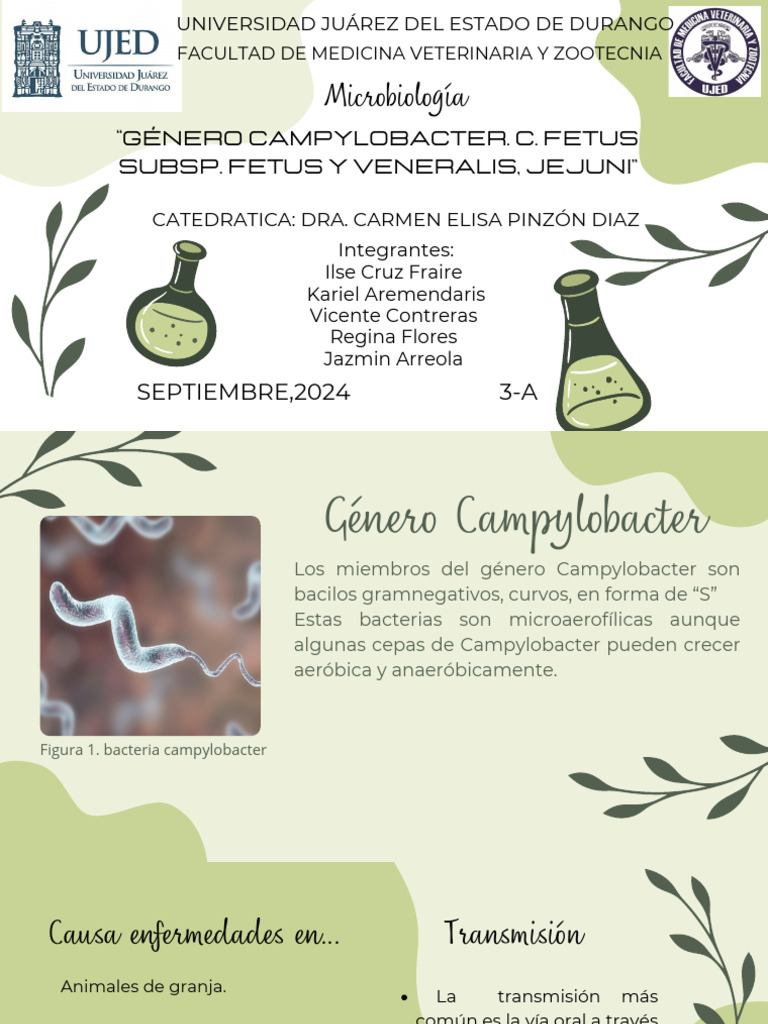 Género Campylobacter. C. Fetus Subsp. Fetus y Veneralis, Jejuni | PDF ...