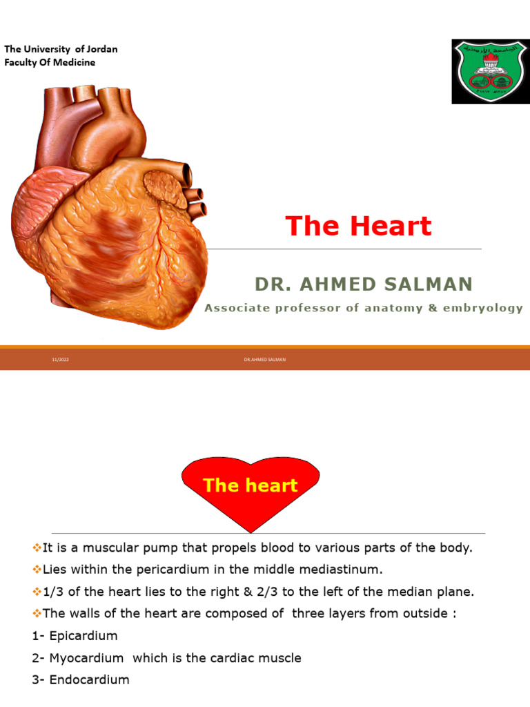 Heart External Morphology | PDF | Coronary Circulation | Heart