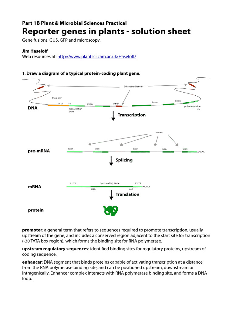 Gene Expression Solutions in Plants | PDF | Rna | Gene