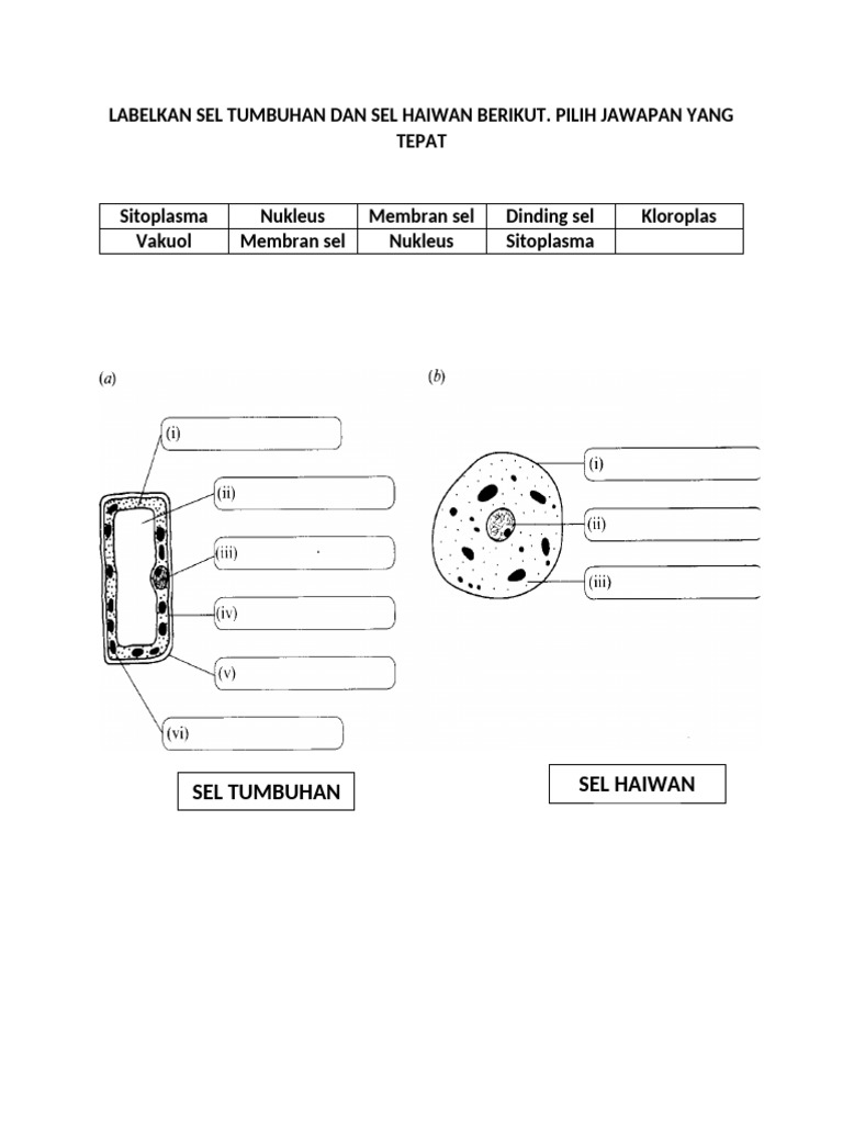Labelkan Sel Tumbuhan Dan Sel Haiwan Berikut | PDF