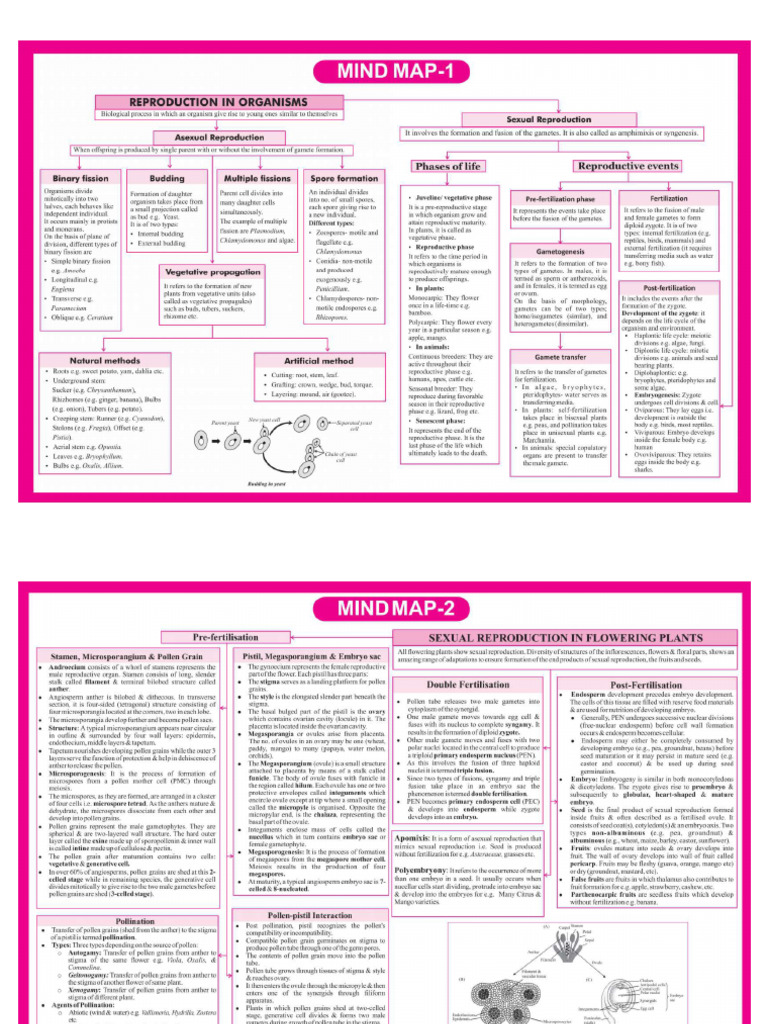 Biology Class 12 Mind Map | PDF